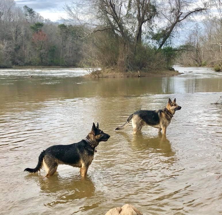 German Shepherd Dog Club of Atlanta